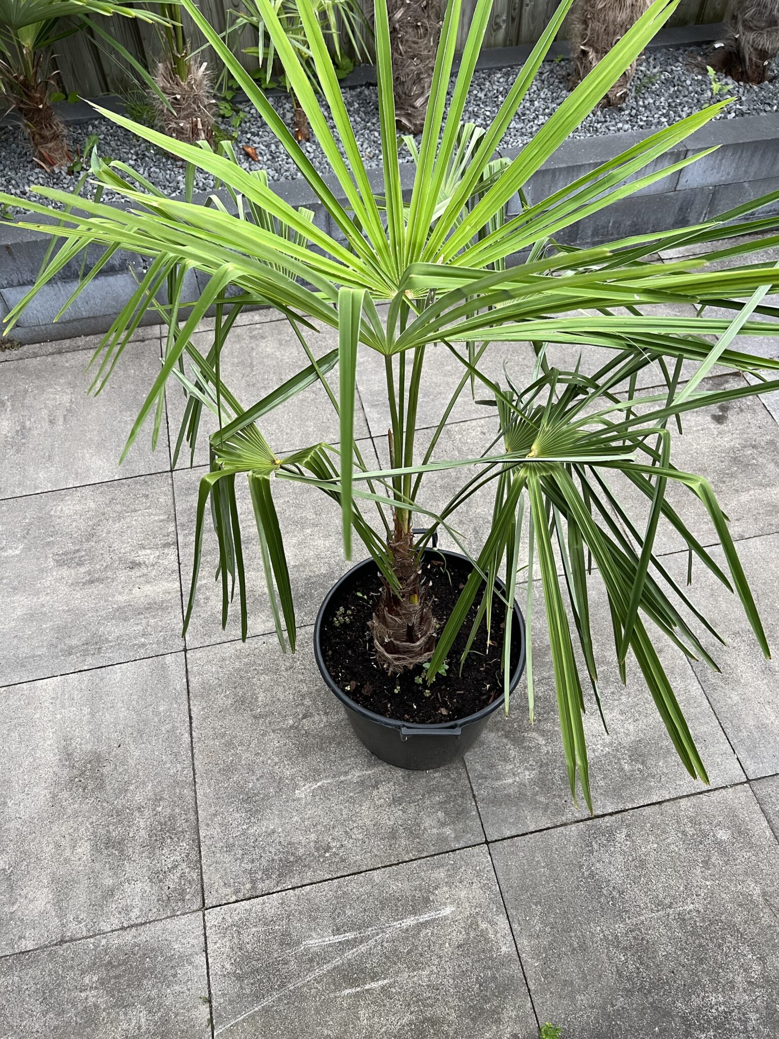 Trachycarpus nanus x winsan XXL plant - Gilian Plants