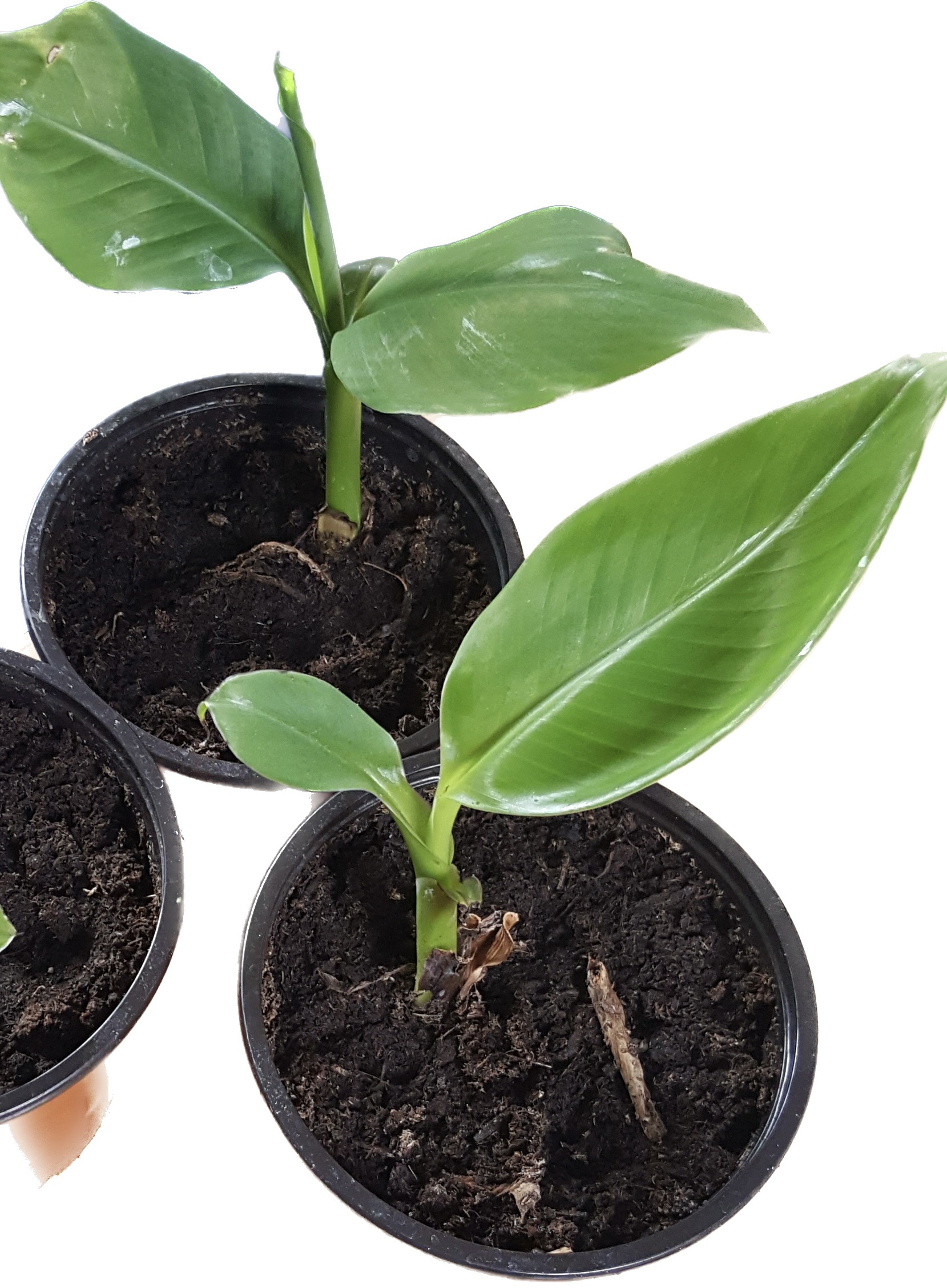 Musa veinte cohol - Gilian Plants