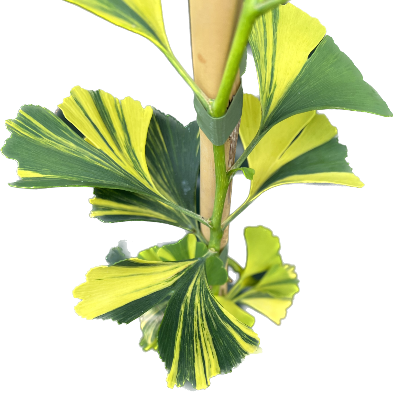 Ginkgo biloba 'Yellow Mellow’ - Gilian Plants