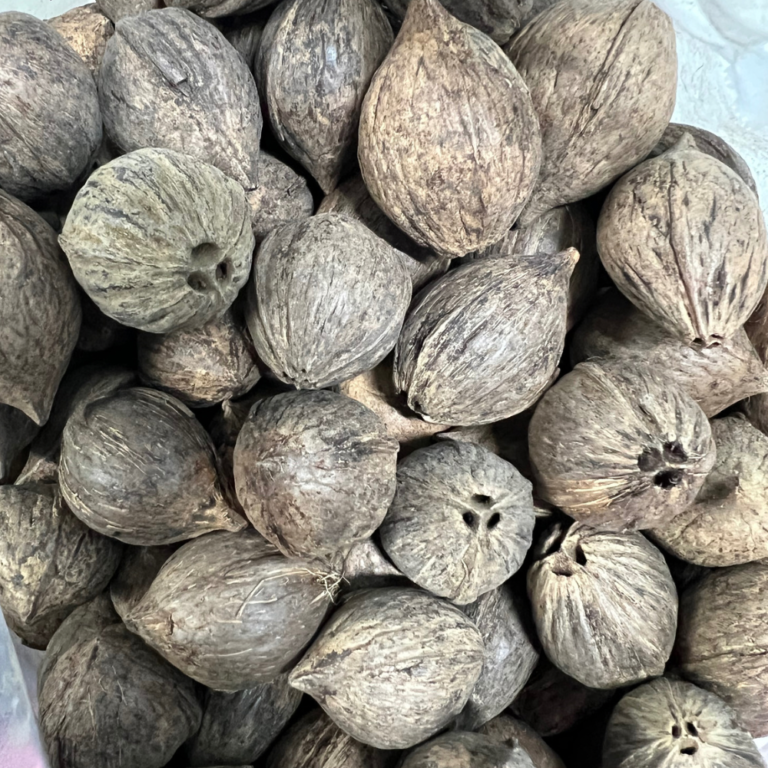 Parajubaea cocoides - Gilian Plants