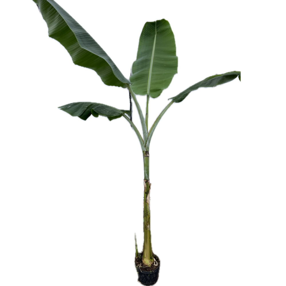 Musa thomsonii - Gilian Plants