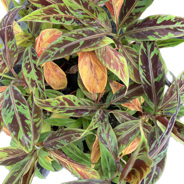 The ultimate banana pack - Gilian Plants