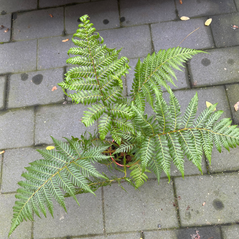 Cyathea brownii - Gilian Plants
