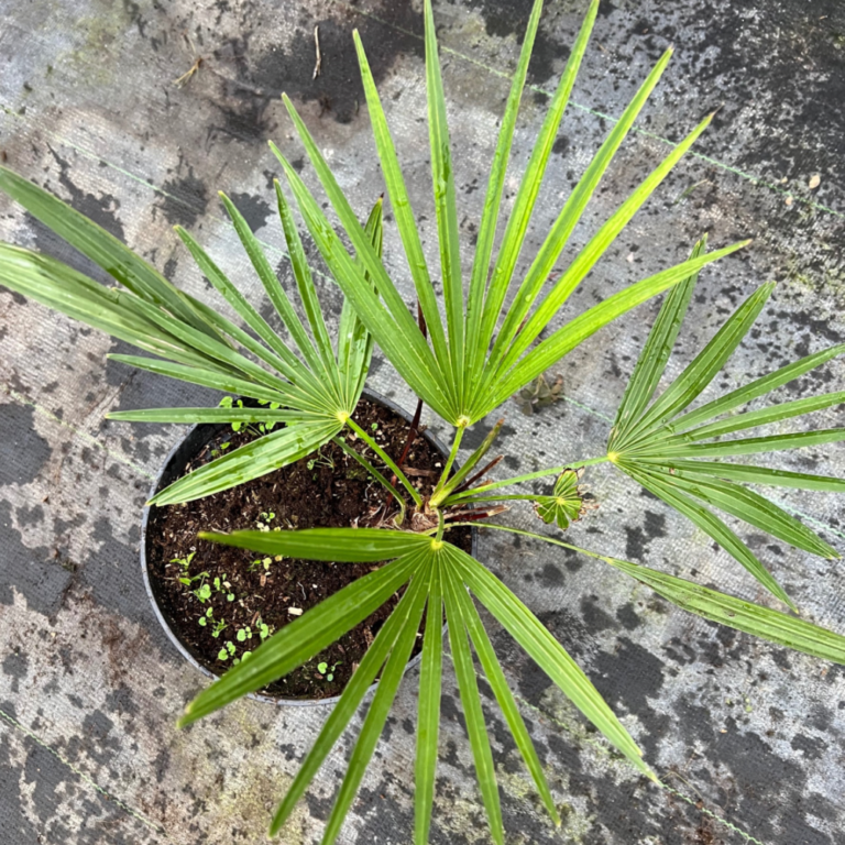 Trachycarpus nanus x nova - Gilian Plants