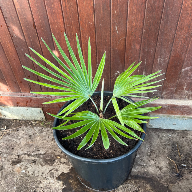 Trachycarpus princeps xl plant - Gilian Plants