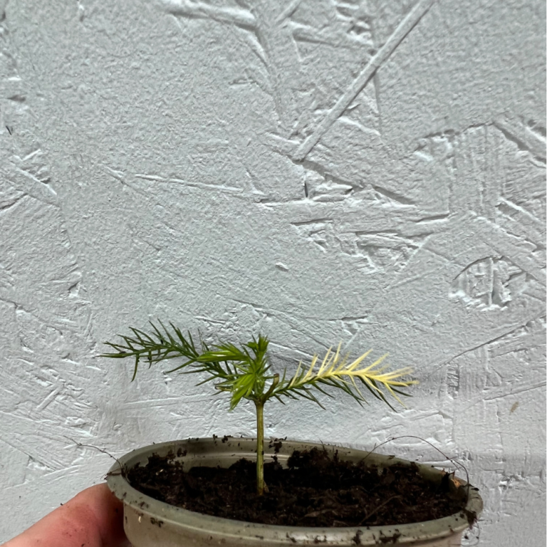 Araucaria rulei variegated - Gilian Plants