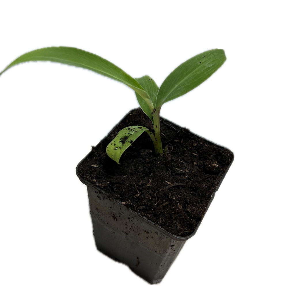 Musa chini champa - Gilian Plants