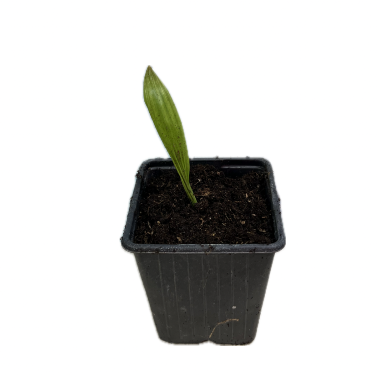 Reinhardtia gracilis - Gilian Plants