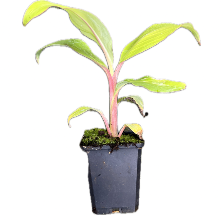 Musa chini champa - Gilian Plants