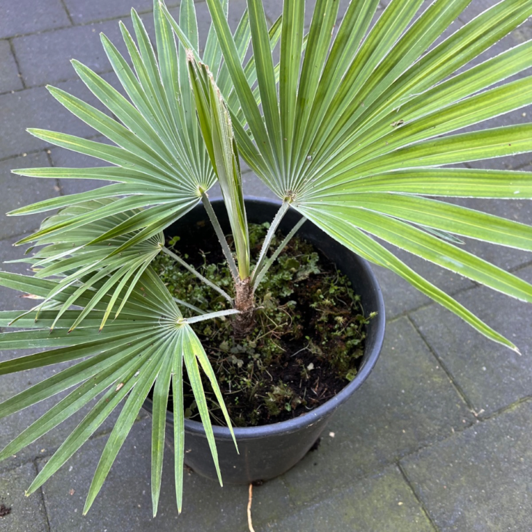 Trachycarpus princeps xl plant - Gilian Plants