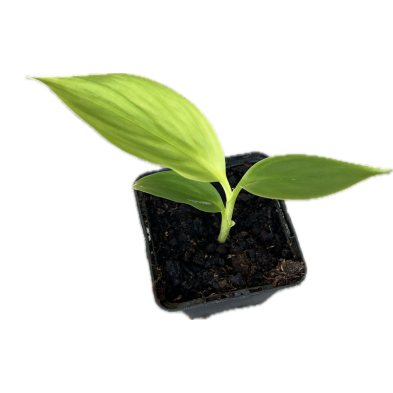 Musa papua green - Gilian Plants