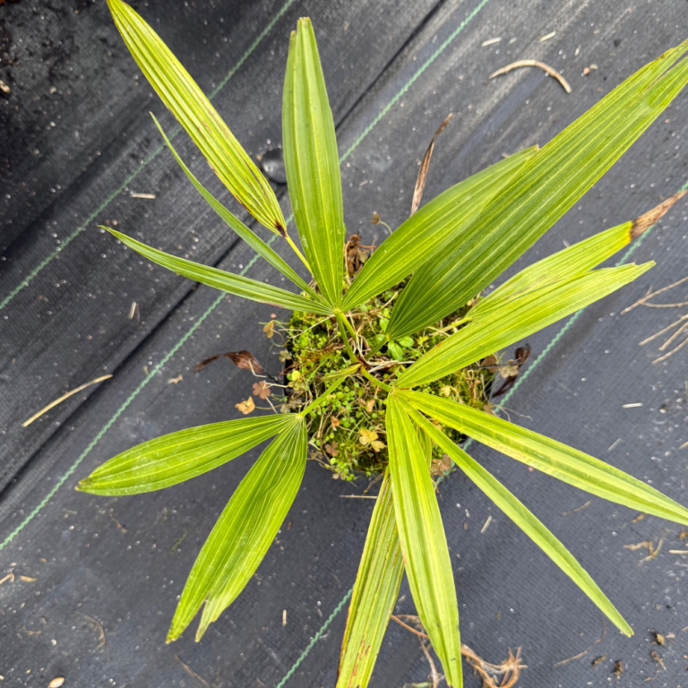 Trachycarpus nanus hybrid - Gilian Plants