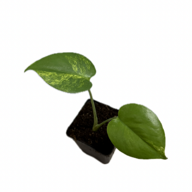 Monstera deliciosa large form aurea yellow - Gilian Plants