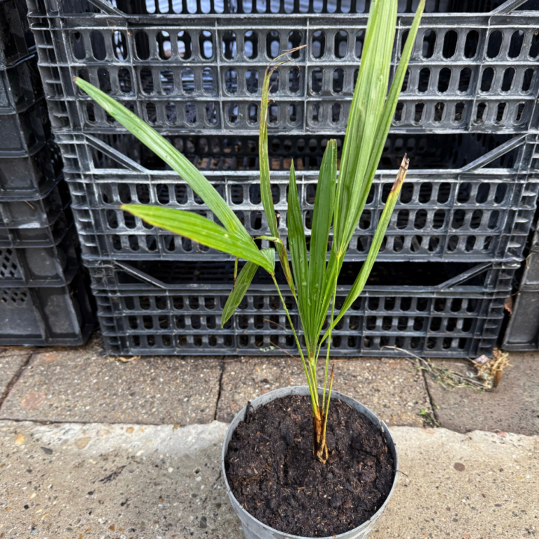 Trachycarpus winsan split split leaves - Gilian Plants