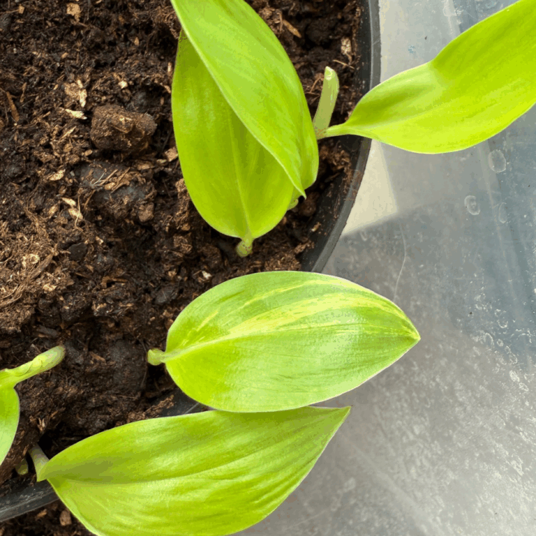 Musa acuminata papua white - Gilian Plants