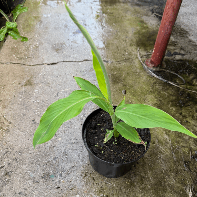 Musa nagensium medium size - Gilian Plants