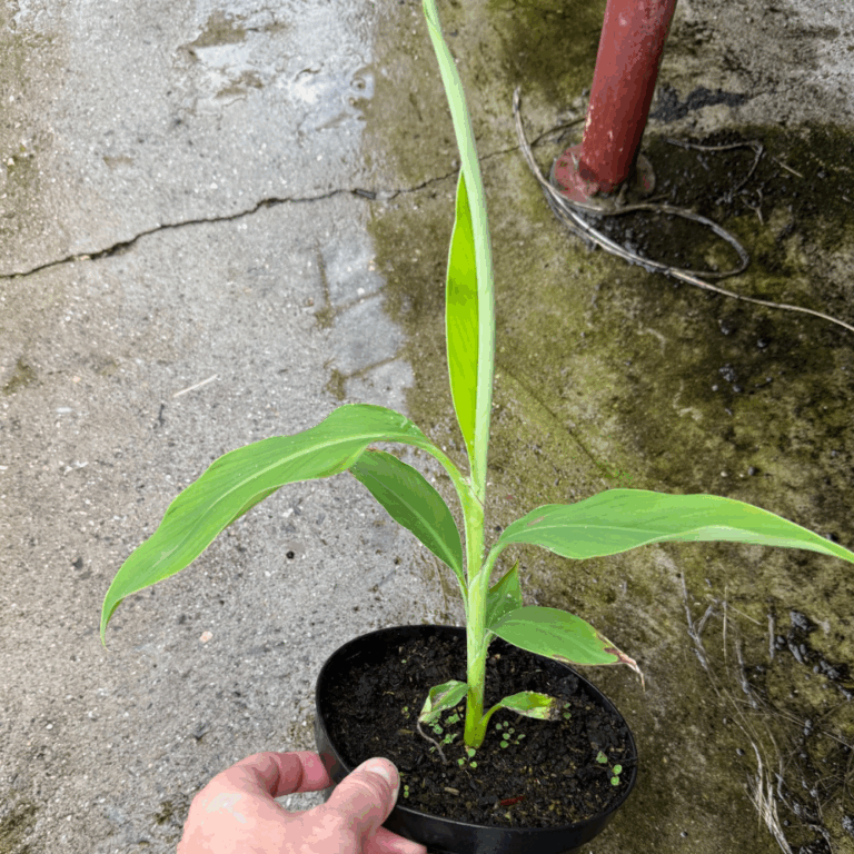 Musa nagensium medium size - Gilian Plants